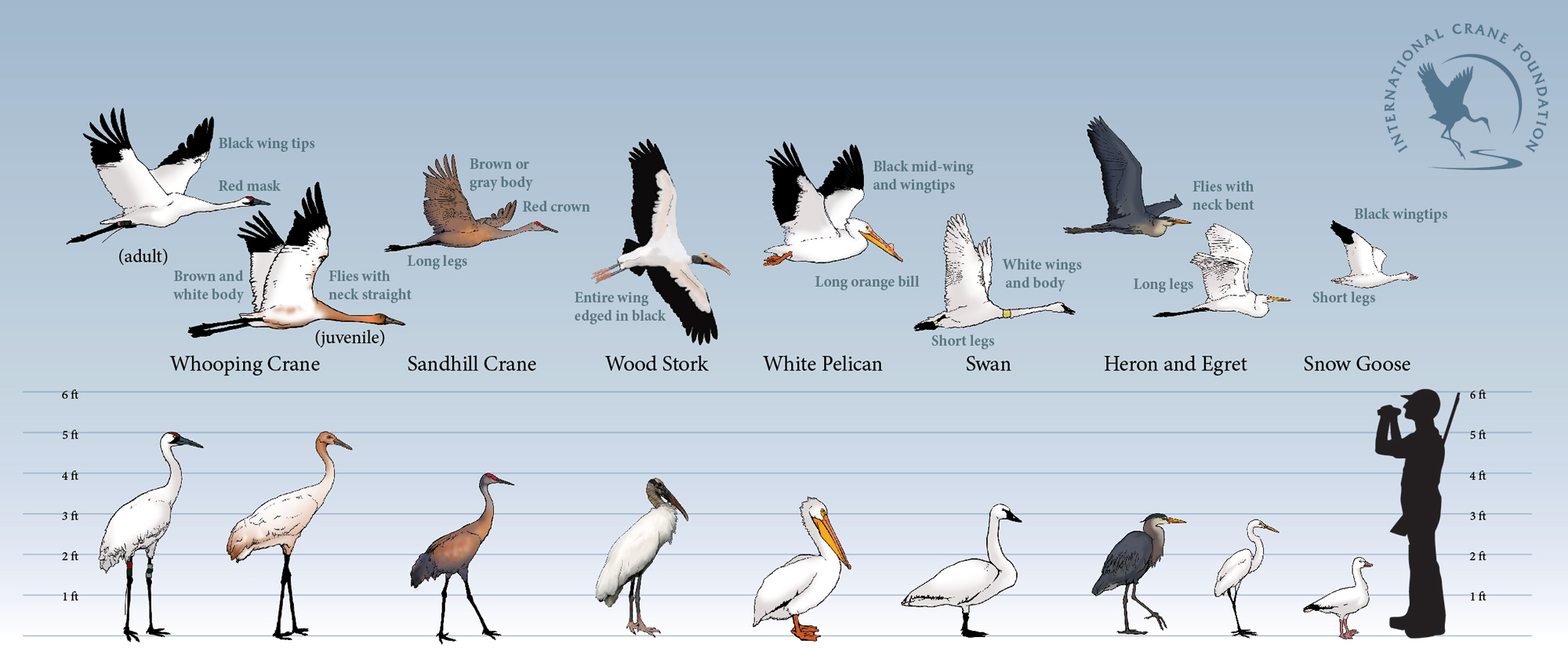 Two Endangered Whooping Cranes Shot in Texas | KY Coalition for ...